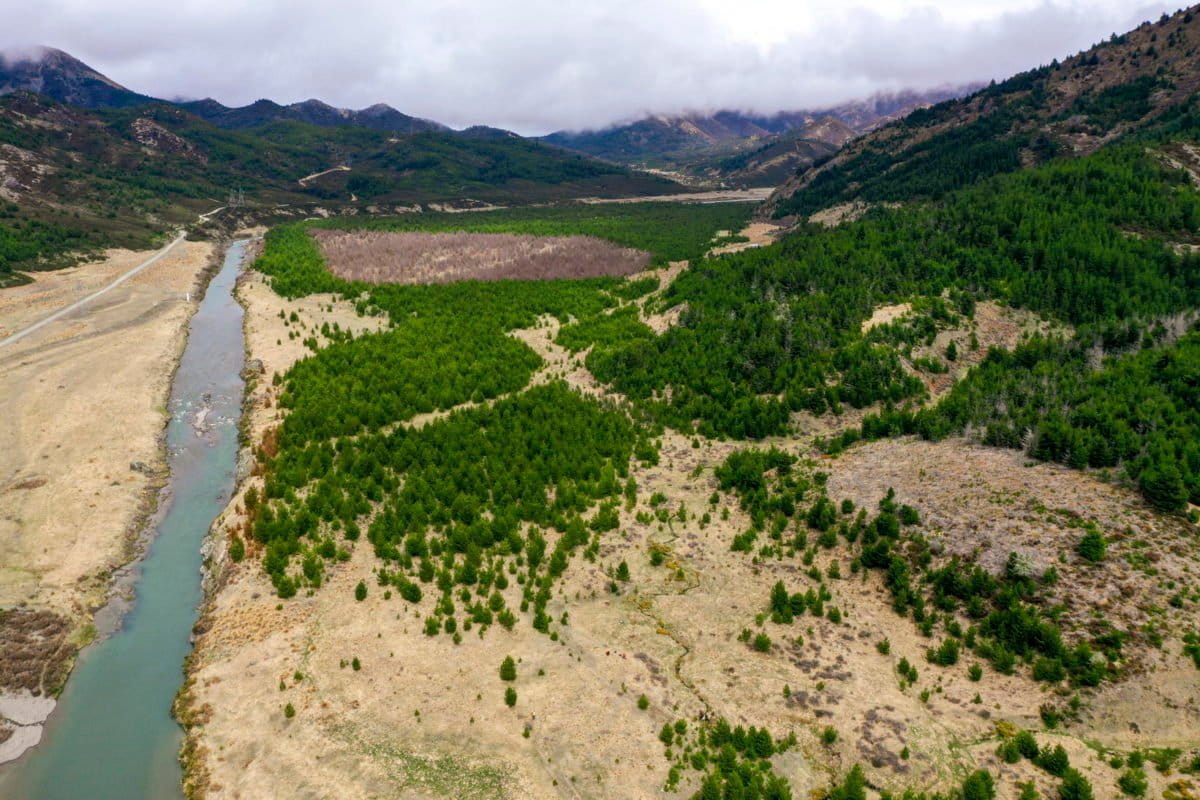 When it comes to carbon capture, tree invasions can do more harm than good