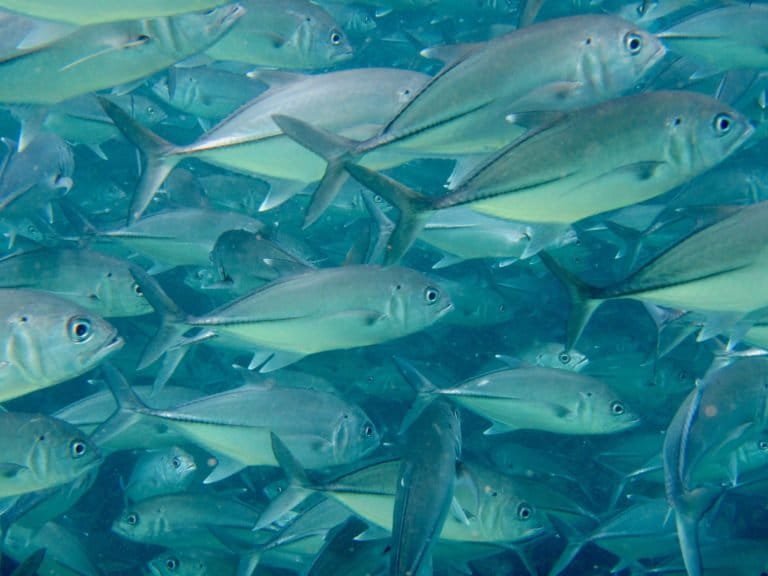 Decades of research back the value of marine reserves to Kenya’s fisheries