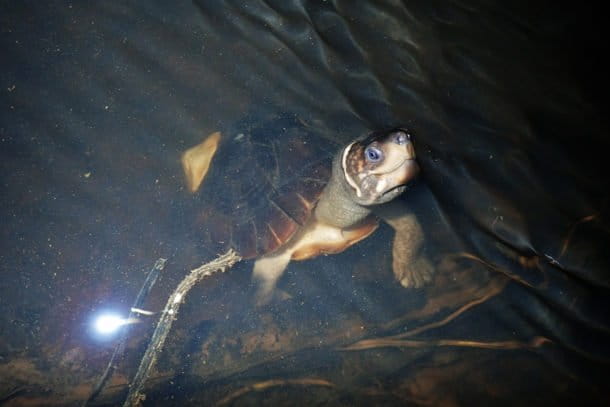 Philippine forest turtles stand a ‘good chance’ after first wild release