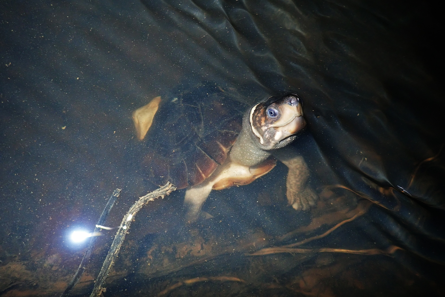 Philippine forest turtles stand a ‘good chance’ after first wild release