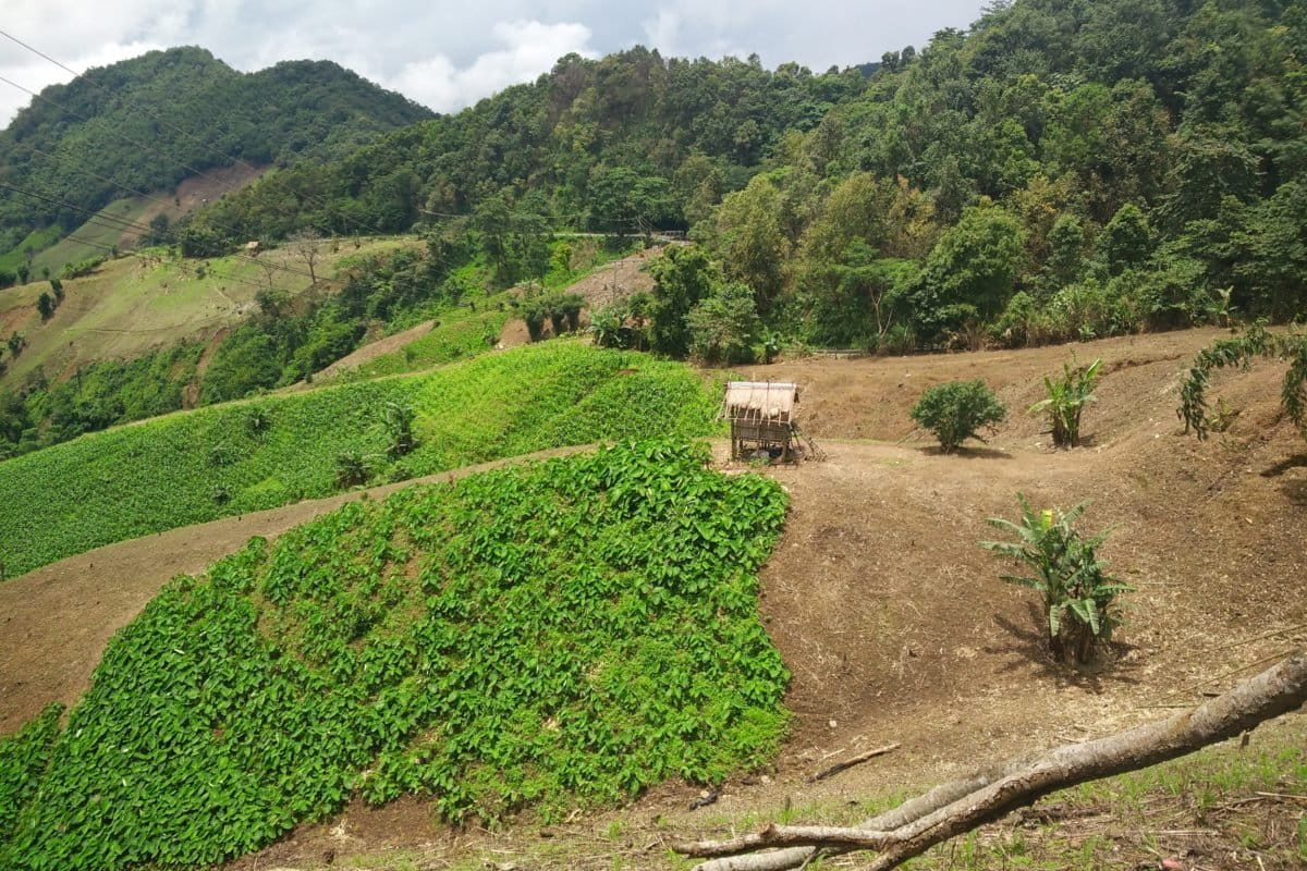 Conservation news on Montane Forests