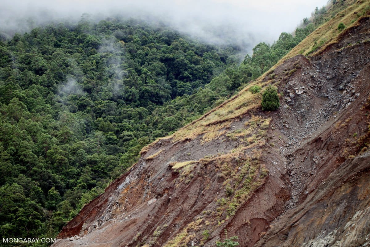 Forest loss in mountains of Southeast Asia accelerates at ‘shocking’ pace