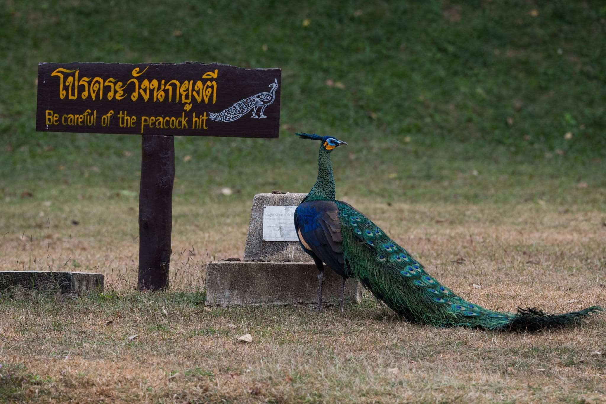 Green peafowl flourish in Thailand’s northern forests, but conflict looms