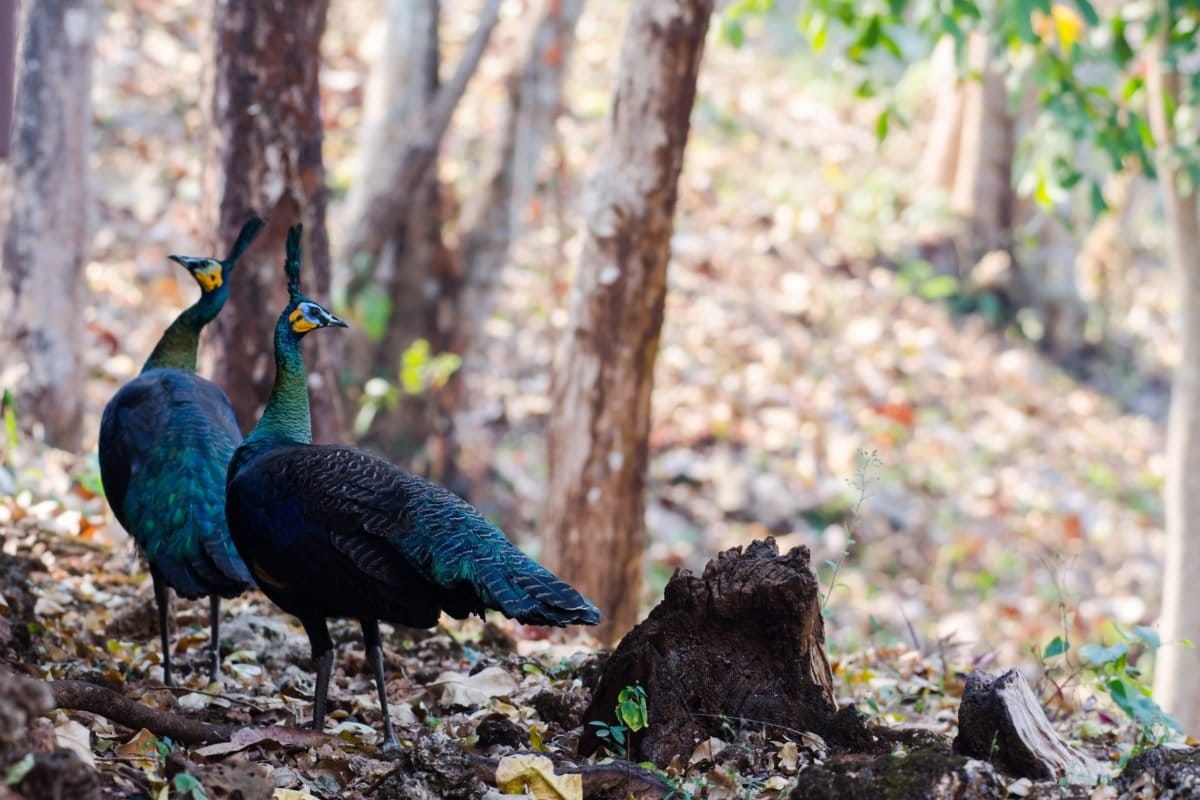 Green peafowl flourish in Thailand’s northern forests, but conflict looms