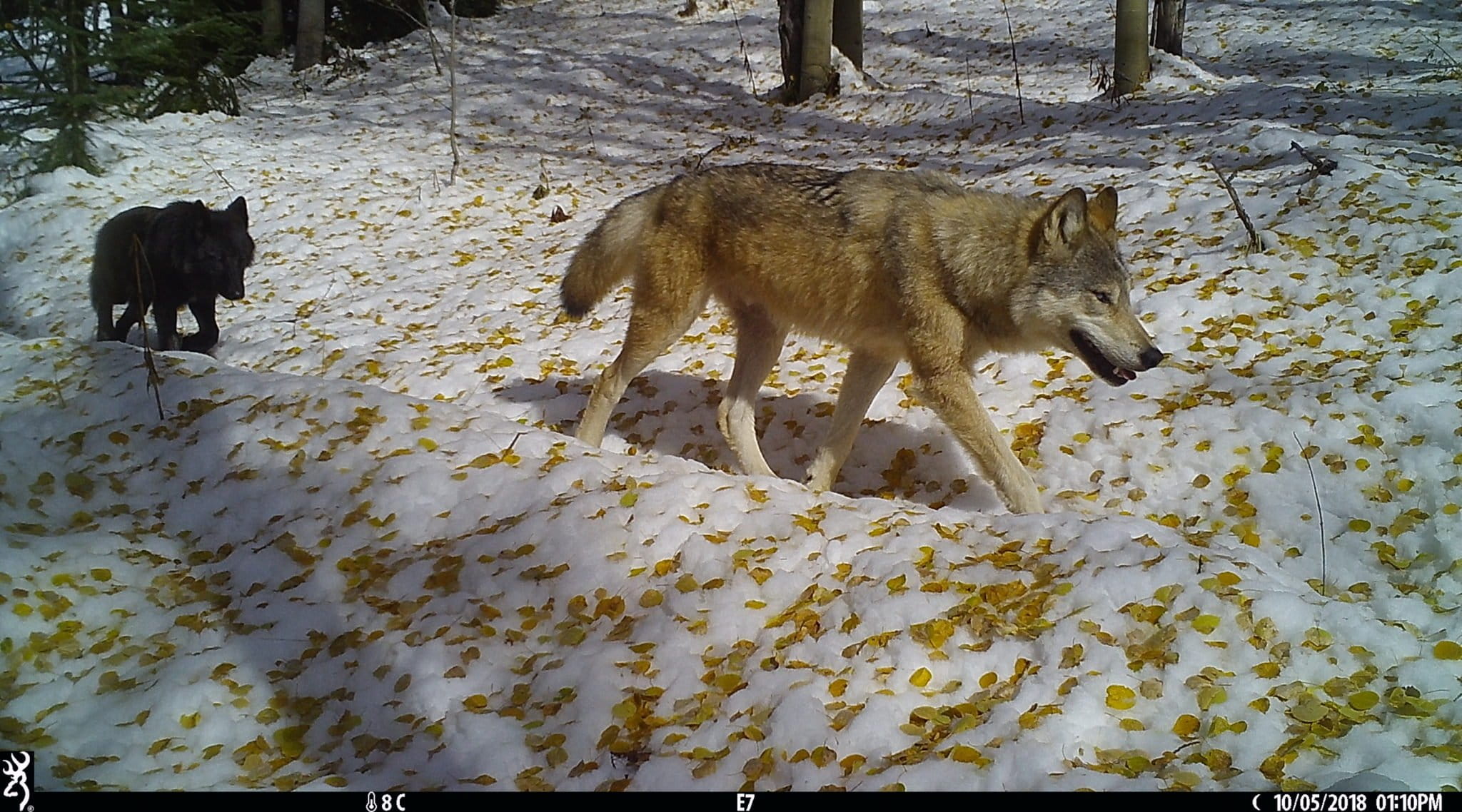 For monitoring mammals, eDNA boasts ‘killer feature’ over other methods