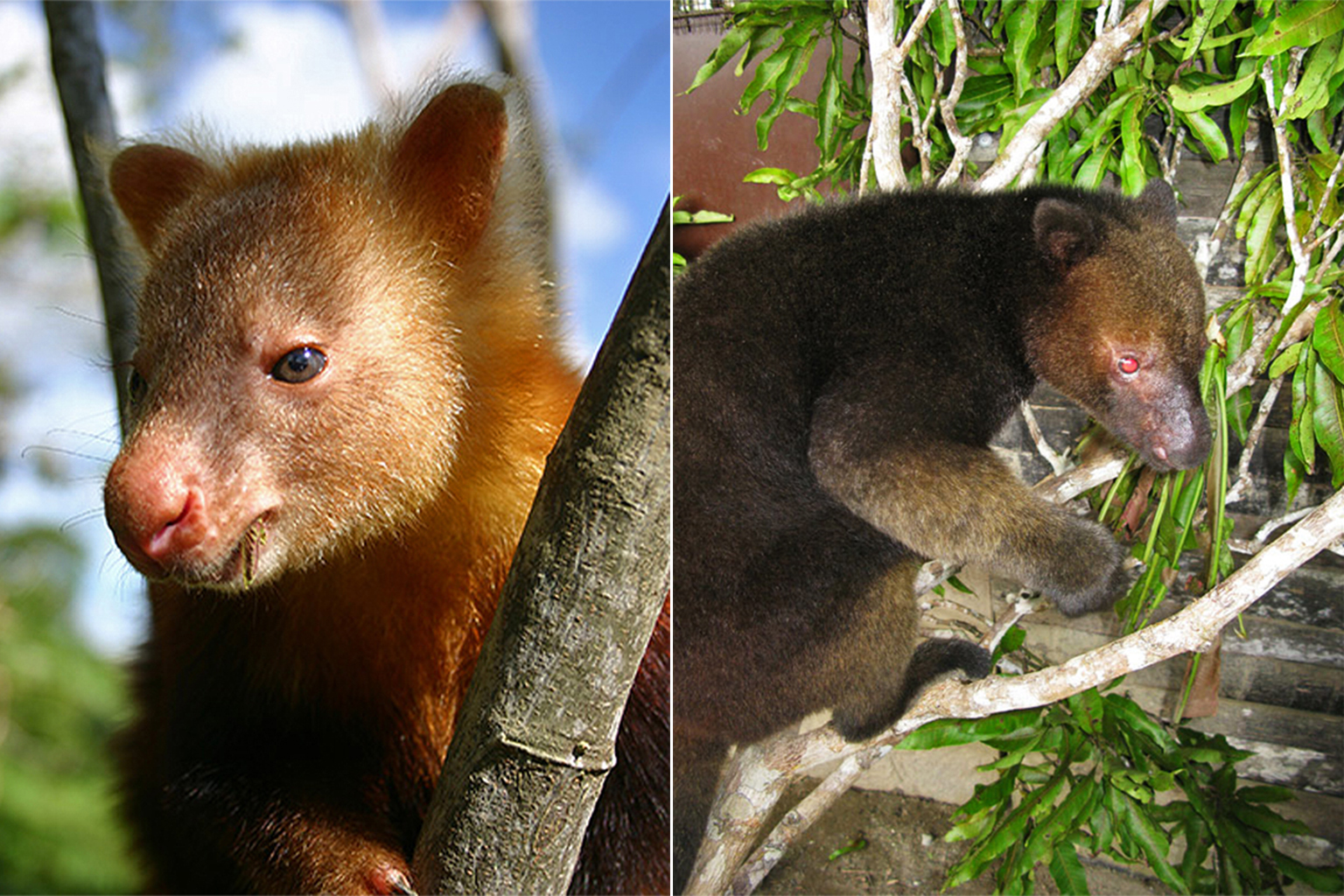 Road construction imperils tree kangaroo recovery in PNG