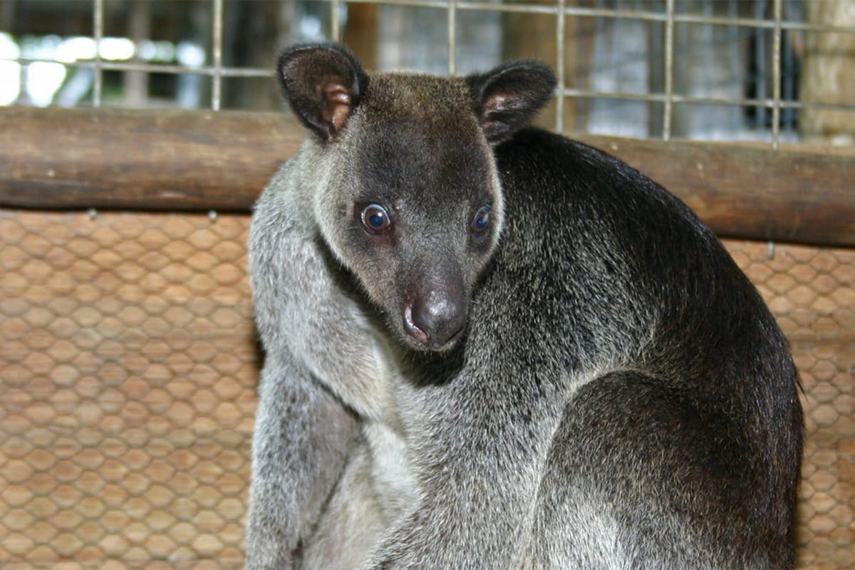 Road construction imperils tree kangaroo recovery in PNG