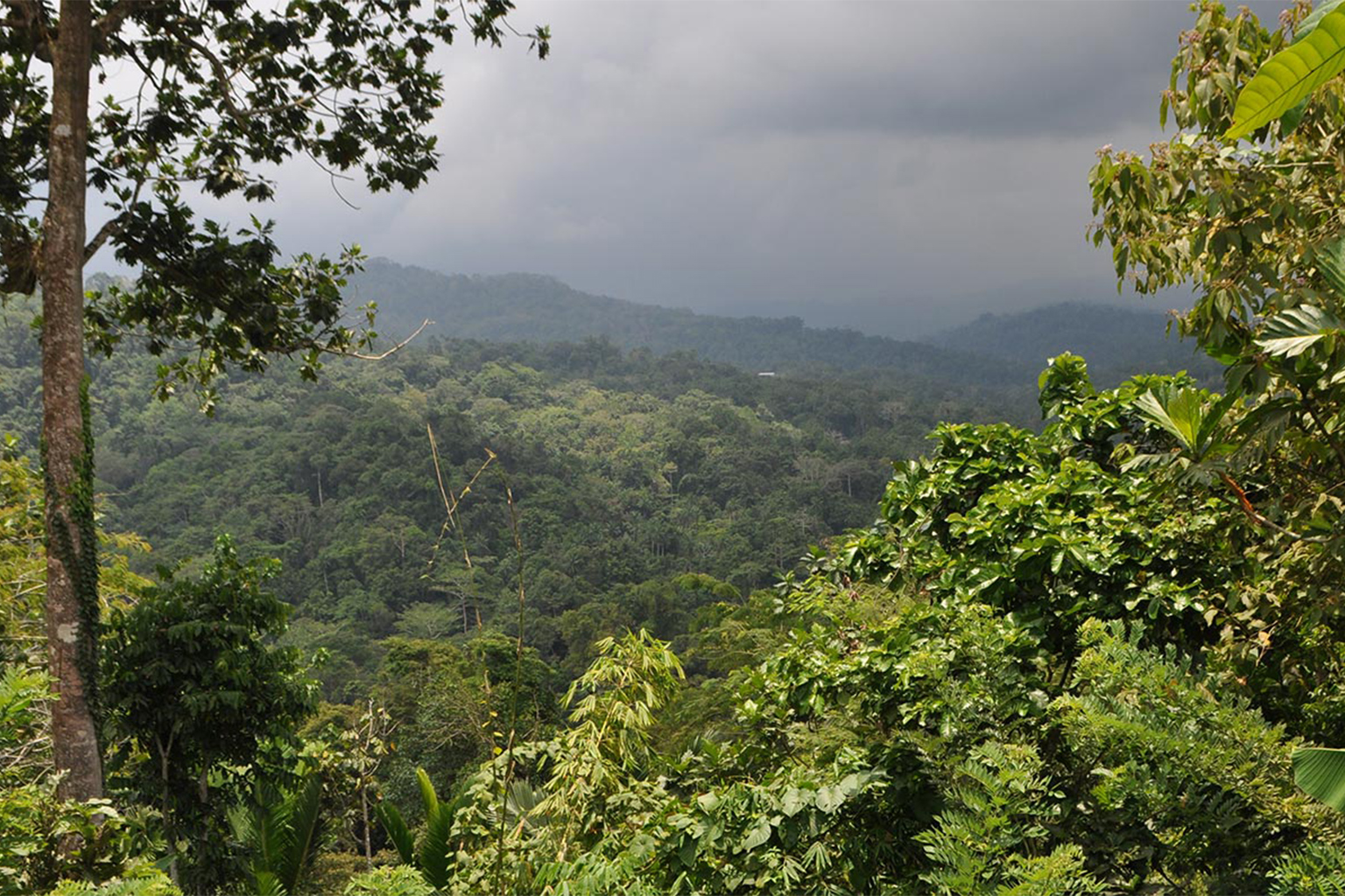 Road construction imperils tree kangaroo recovery in PNG