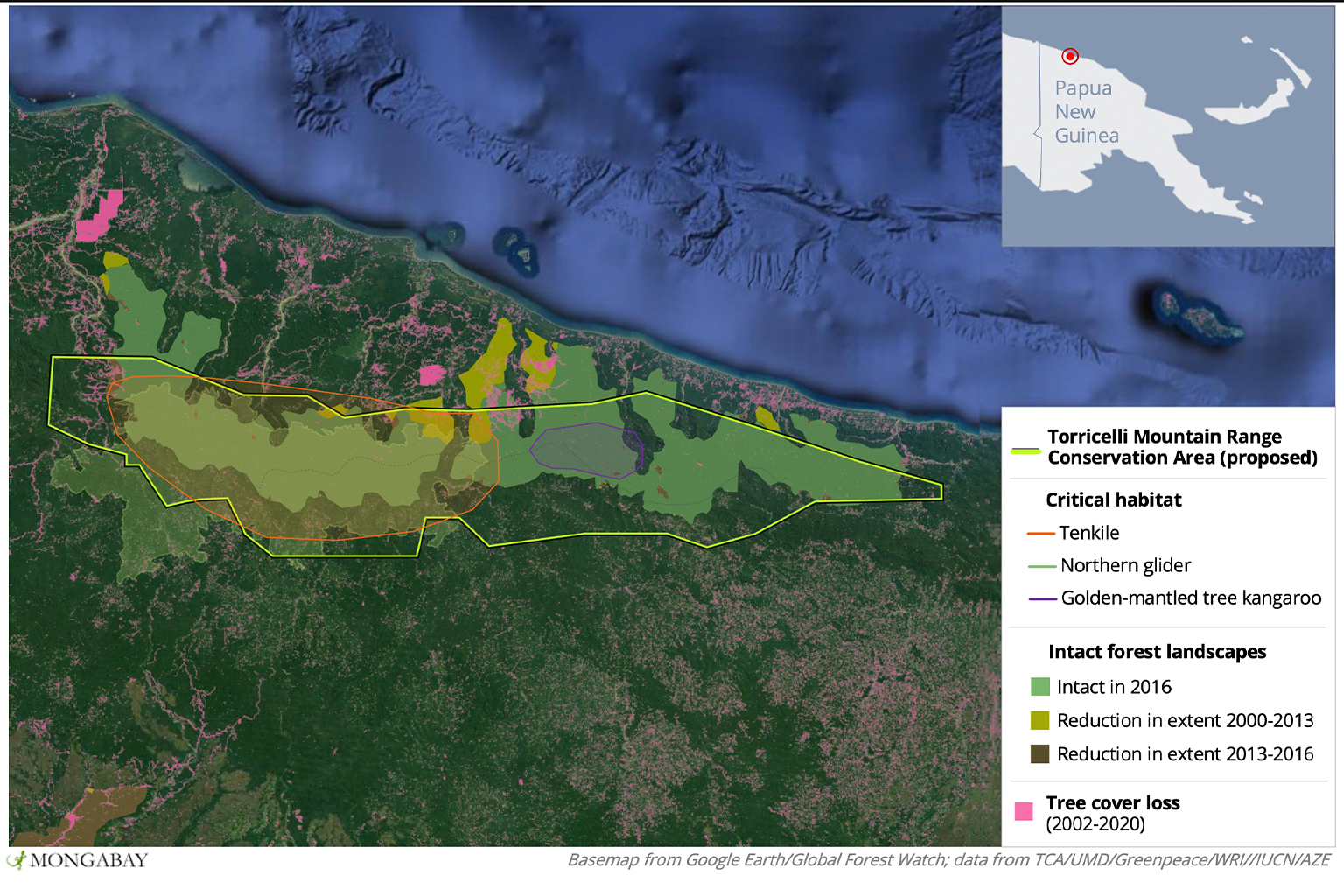 Road construction imperils tree kangaroo recovery in PNG