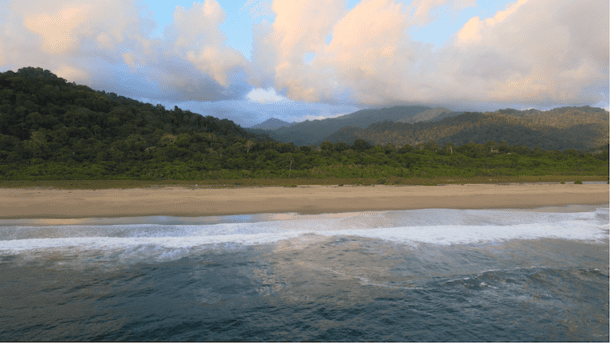 Javan leopards, the dwindling 'guardians' of Java's forests
