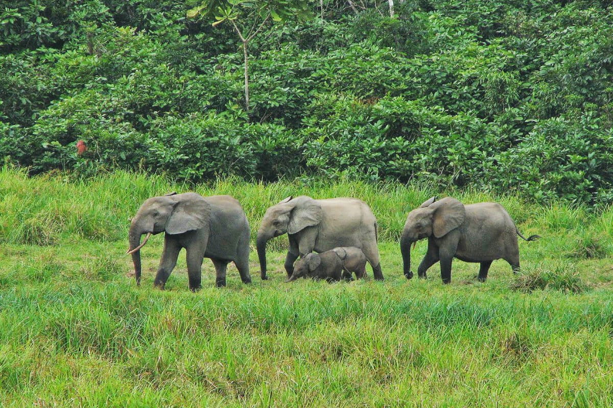 Gabon becomes first African country to get paid for protecting its forests