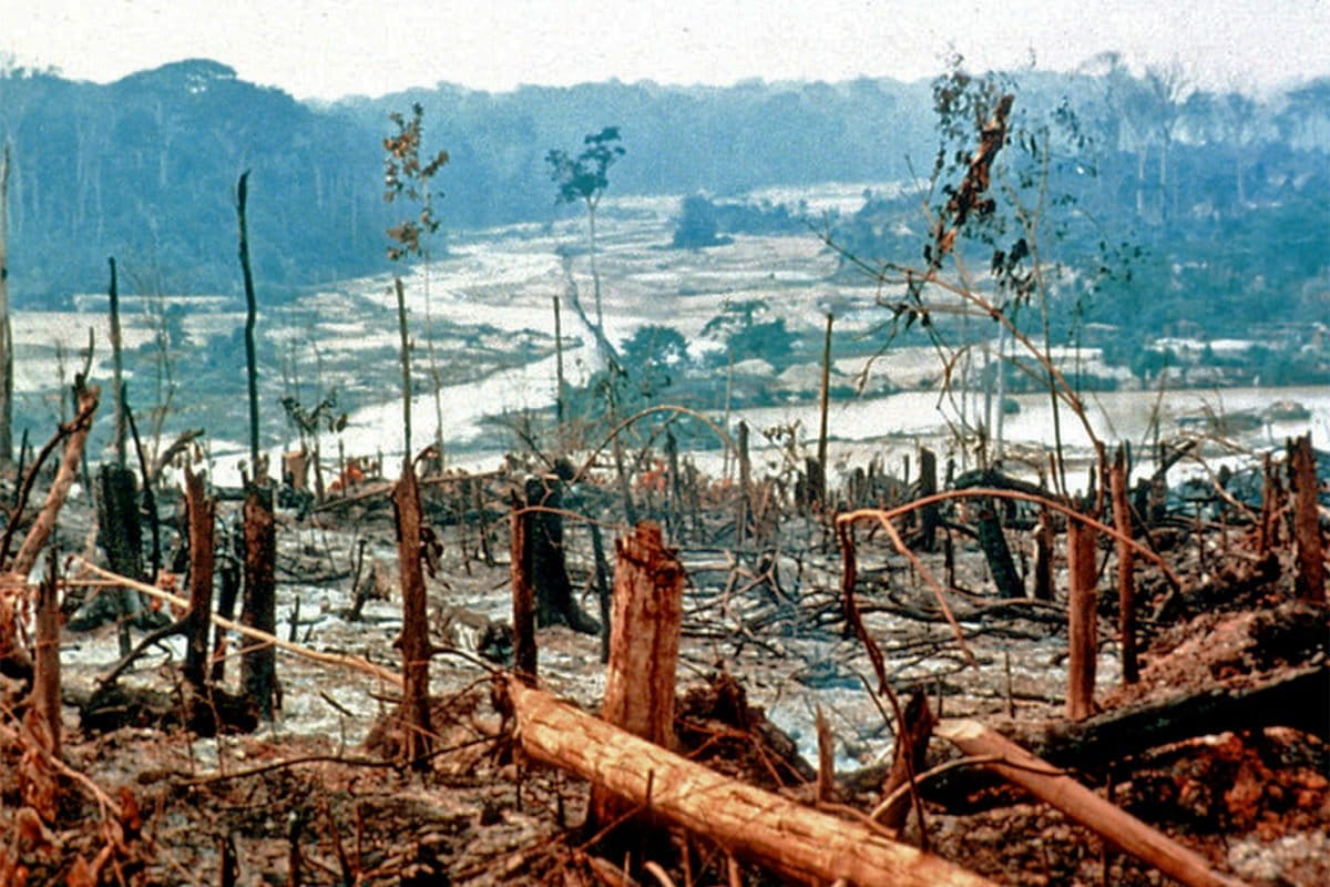 Hotter and drier: Deforestation and wildfires take a toll on the Amazon