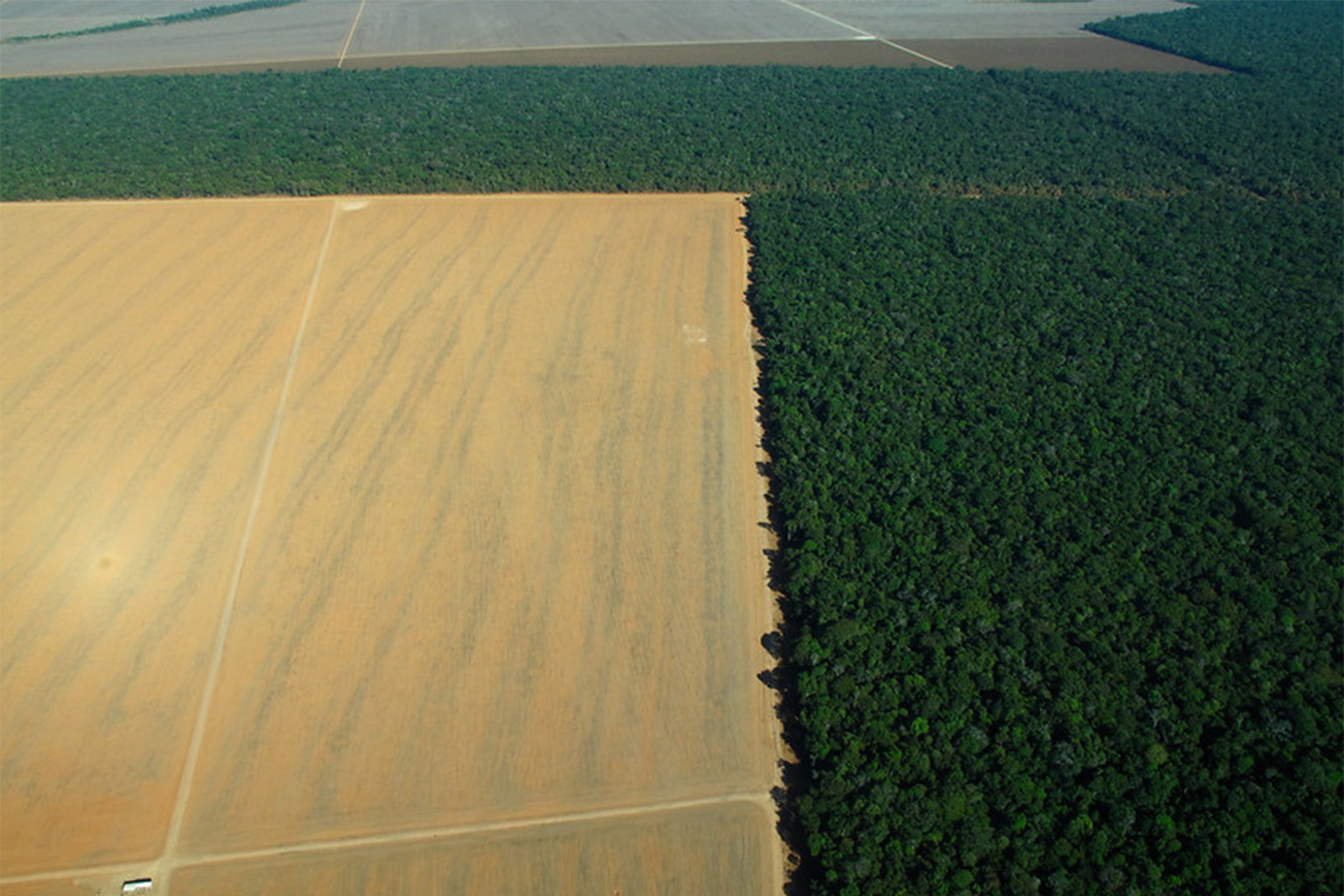 Hotter and drier: Deforestation and wildfires take a toll on the Amazon