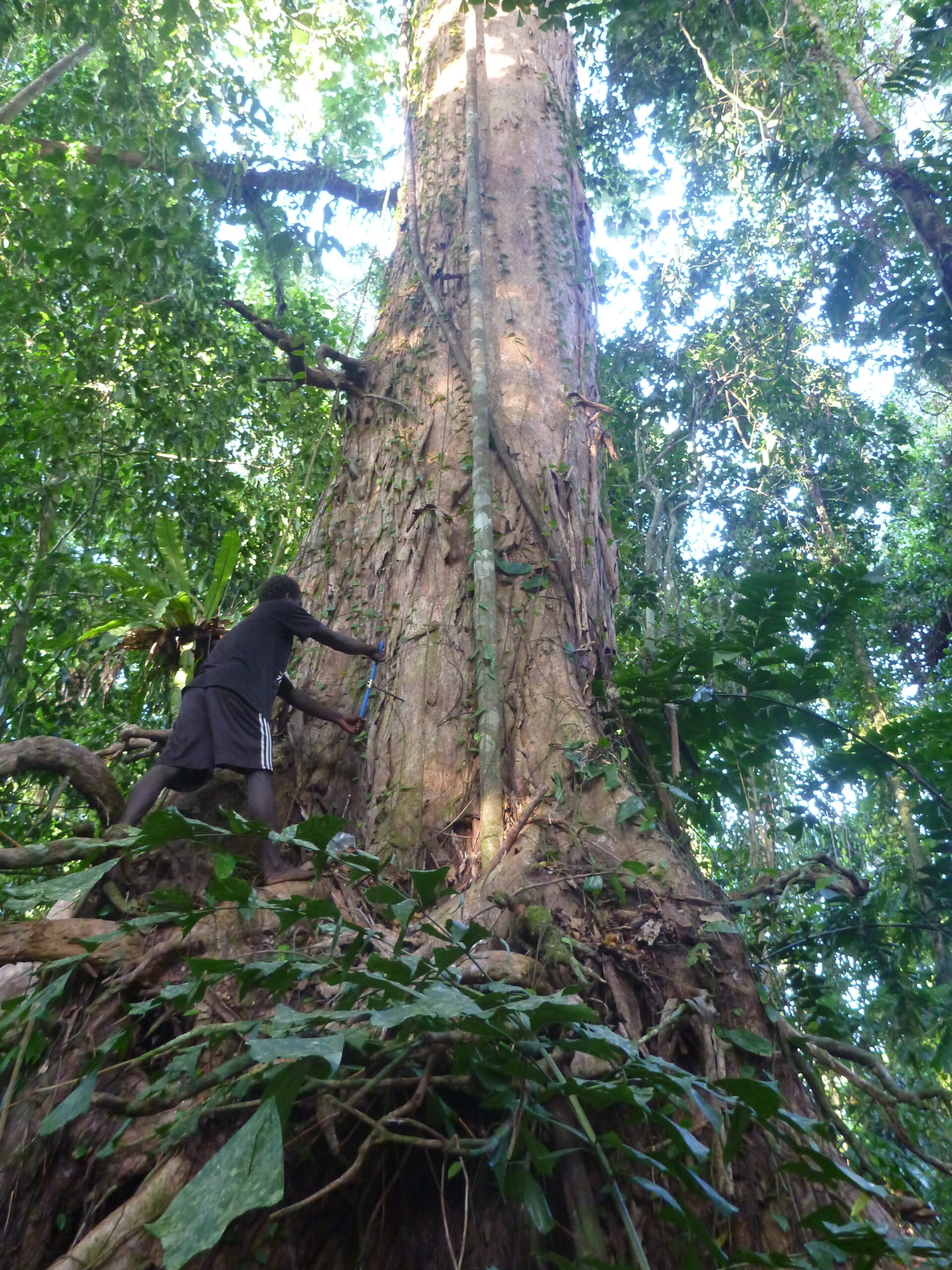 Island Logging Must Go Beyond Current Best Practices To Avoid Erosion