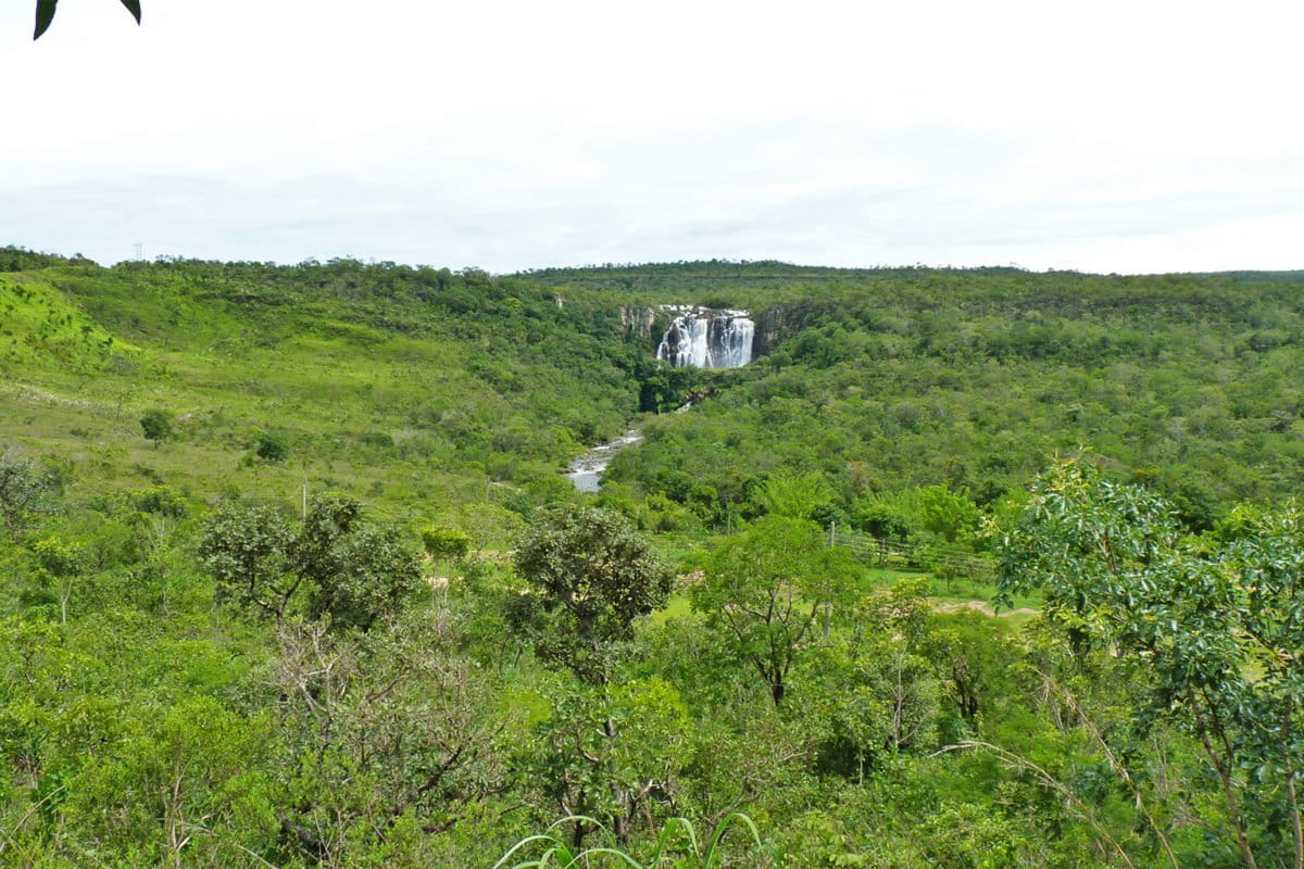 Cerrado desertification: Savanna could collapse within 30 years, says study