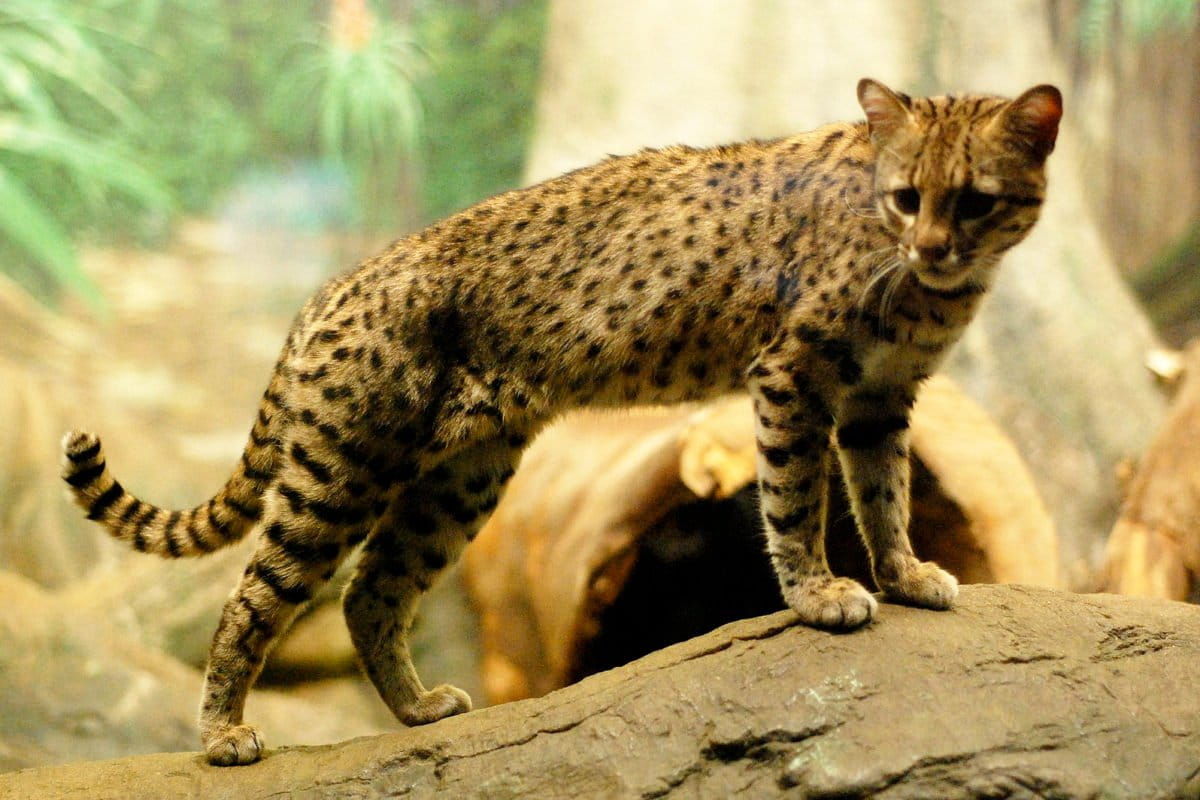 One of South America’s most abundant felids: Geoffroy's cat | Candid ...