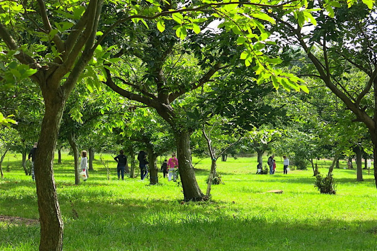 New report provides road map for expanding chestnut agroforestry in the ...