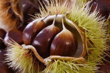 New report provides road map for expanding chestnut agroforestry in the ...