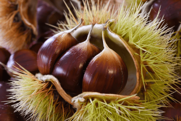 New report provides road map for expanding chestnut agroforestry in the ...
