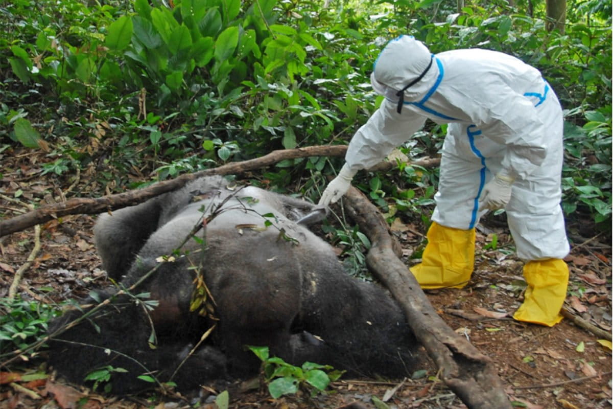 Address risky human activities now or face new pandemics, scientists warn