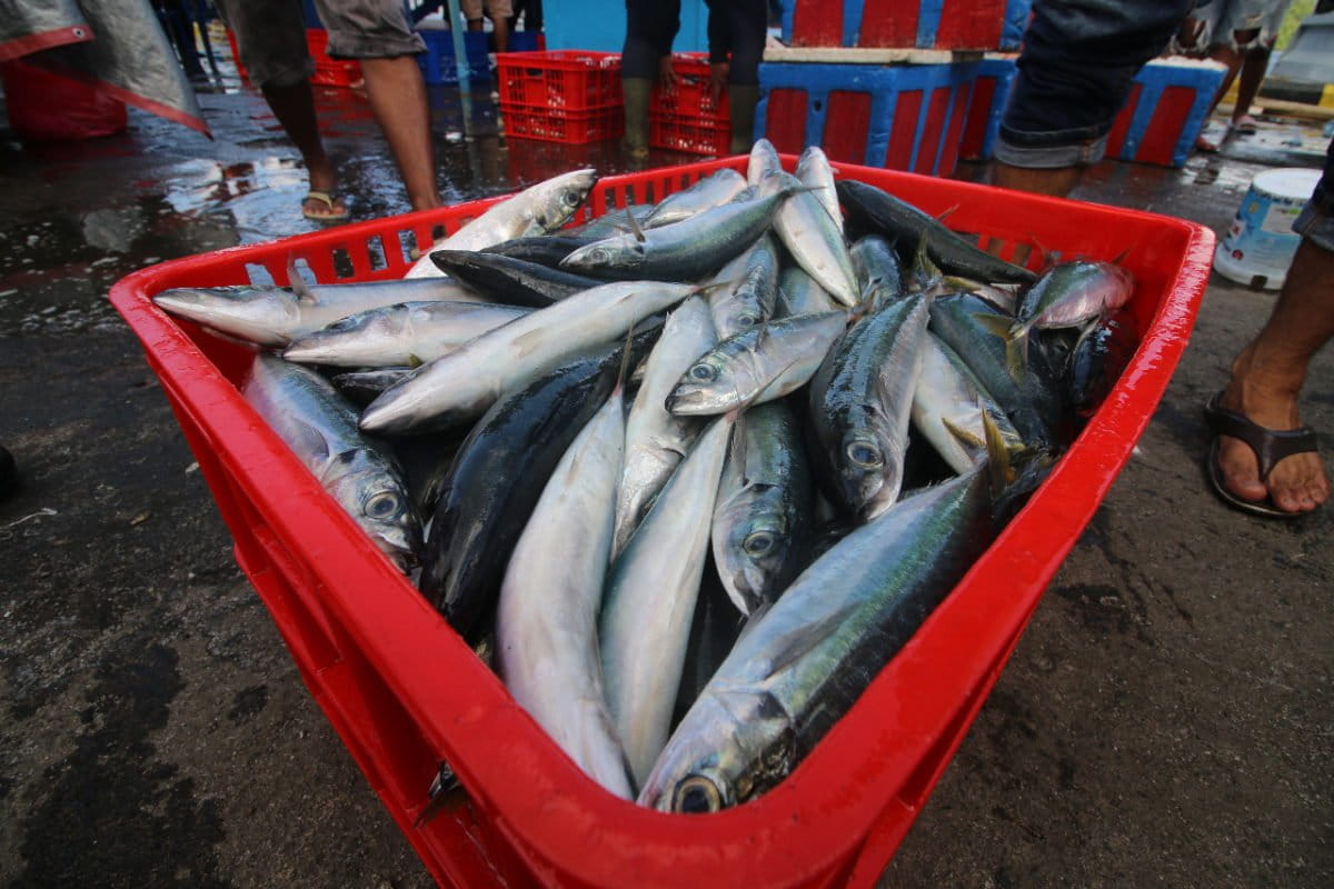 Data show decline in Indonesian fish stocks amid push for higher ...