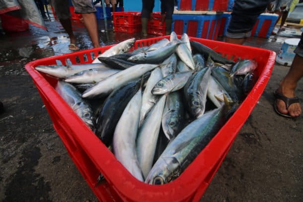 Indonesia assessing fish stock health to improve sustainable planning