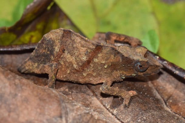 Rare pygmy chameleon, lost to science, found in dwindling Malawi forest