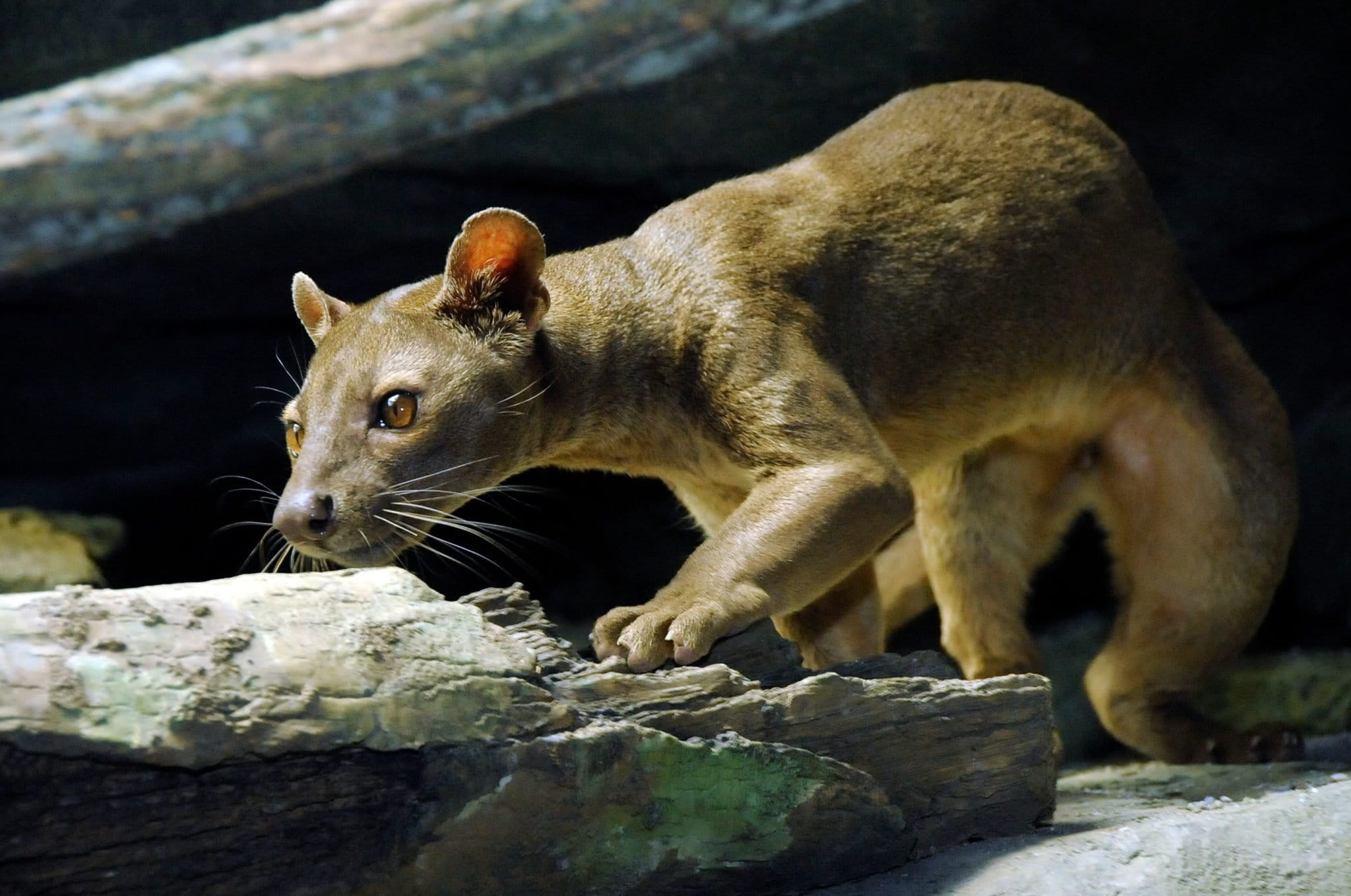 For Malagasy trapped in poverty, threatened lemurs and fossas are fair game