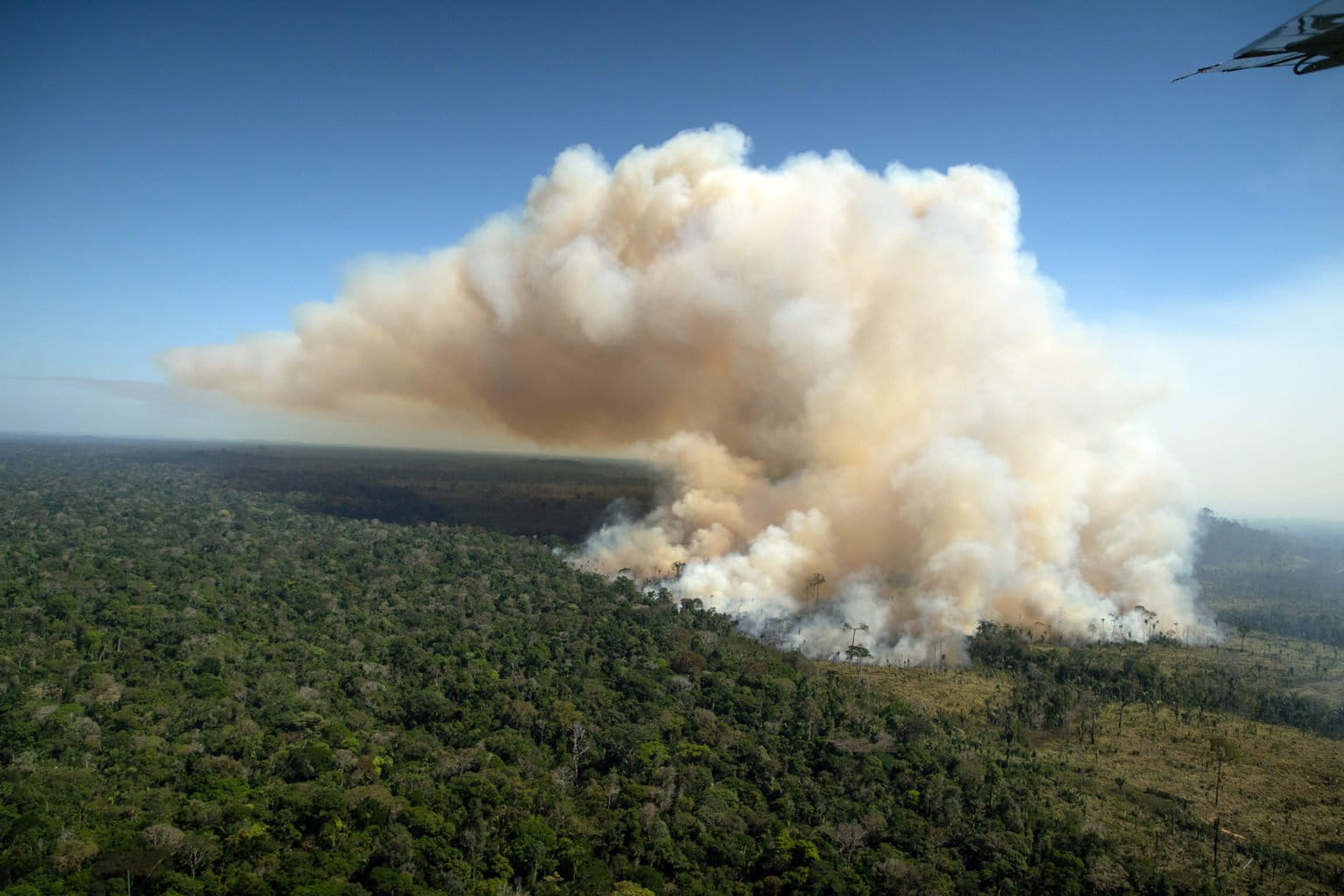 Independent monitoring suggests sharp jump in Amazon rainforest destruction