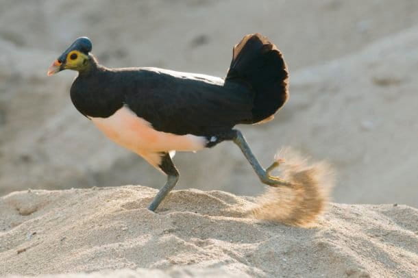 Maleos bounce back in Sulawesi after villagers resolve to protect their ...