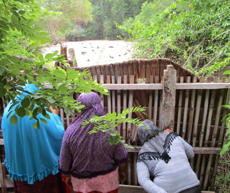Maleos bounce back in Sulawesi after villagers resolve to protect their ...
