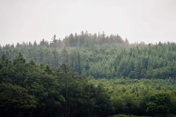 Reforestation holds promise for Europe’s increasingly drier summers