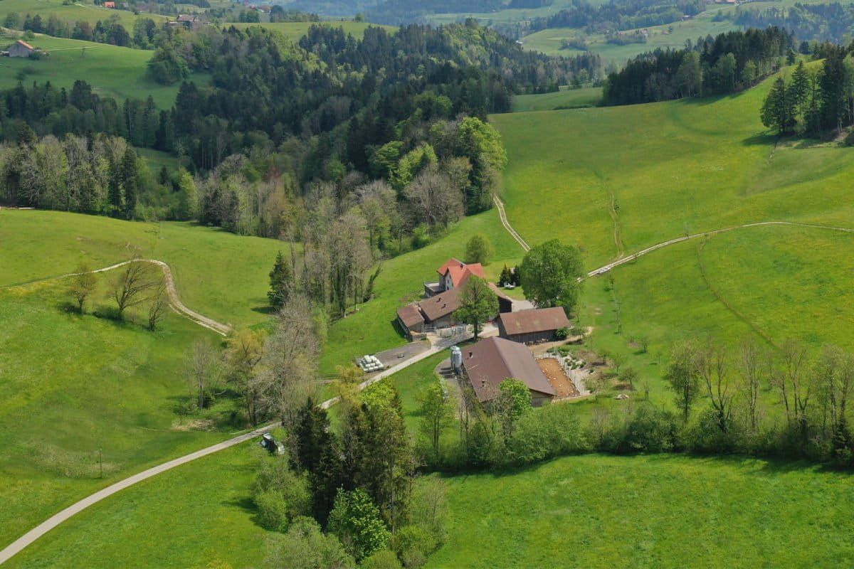 Reforestation holds promise for Europe’s increasingly drier summers