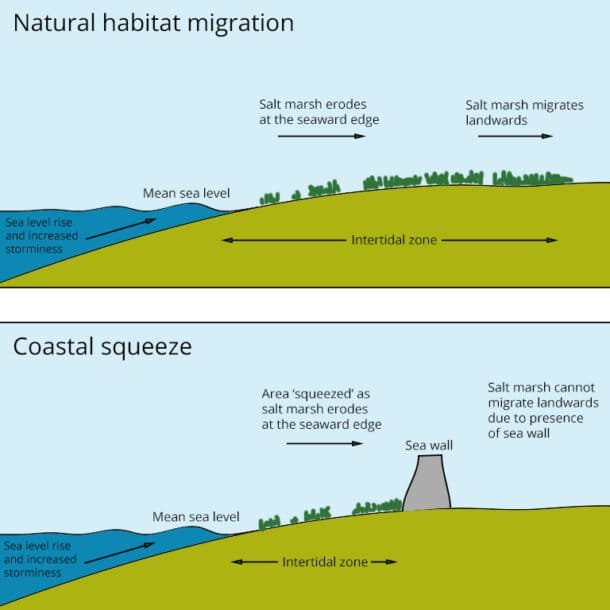To save salt marshes, researchers deploy a wide arsenal of techniques