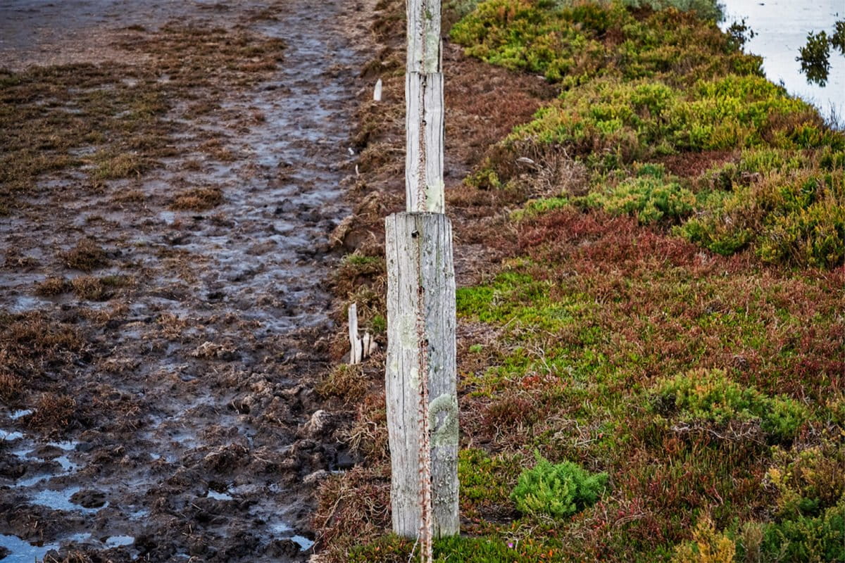 To save salt marshes, researchers deploy a wide arsenal of techniques