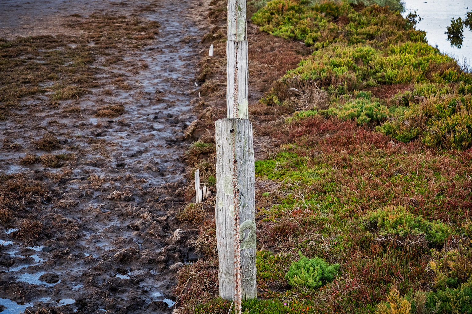 To save salt marshes, researchers deploy a wide arsenal of techniques