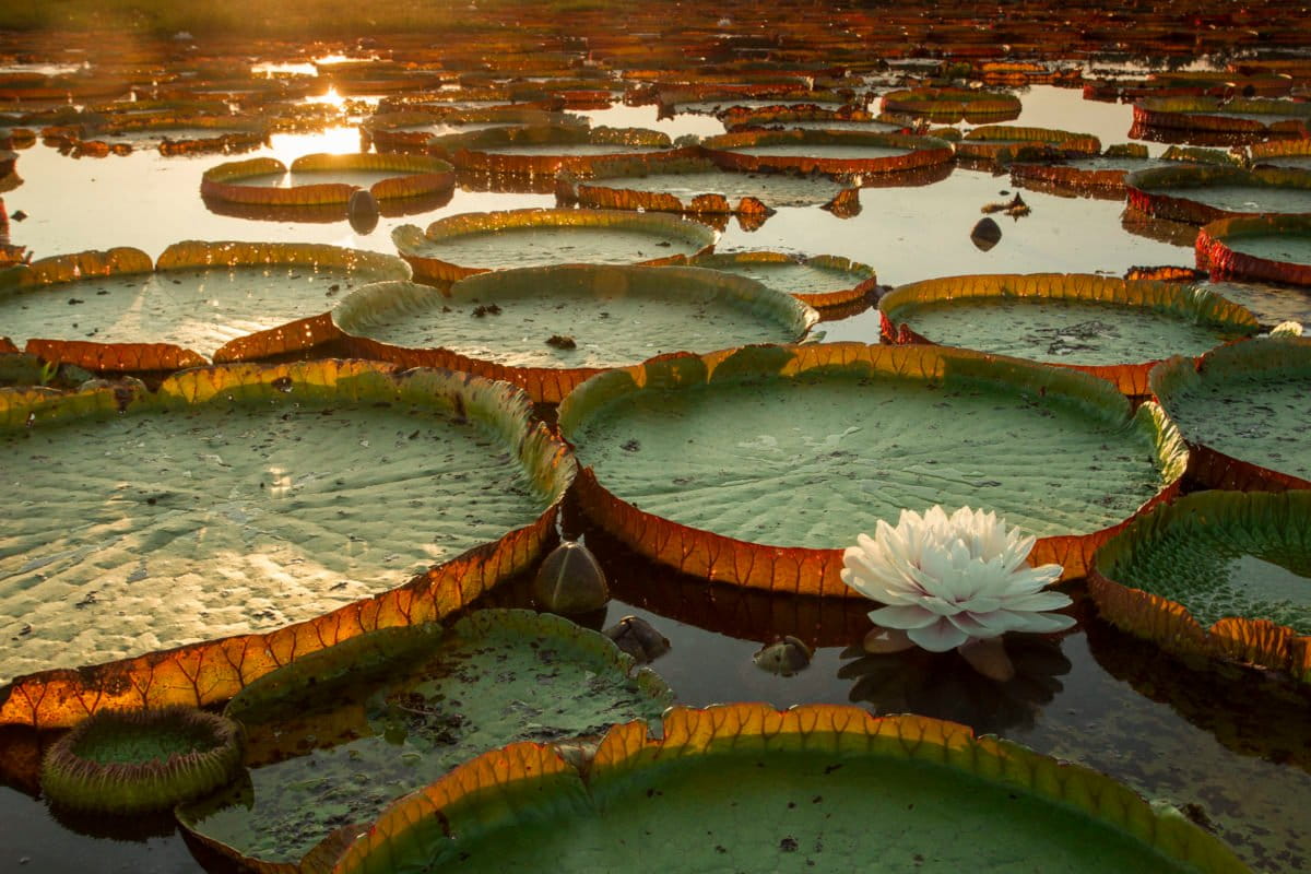 Platform presents unpublished data on Brazilian biodiversity