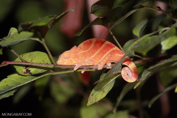 Color-changing robo-chameleon showcases promising camouflage tech