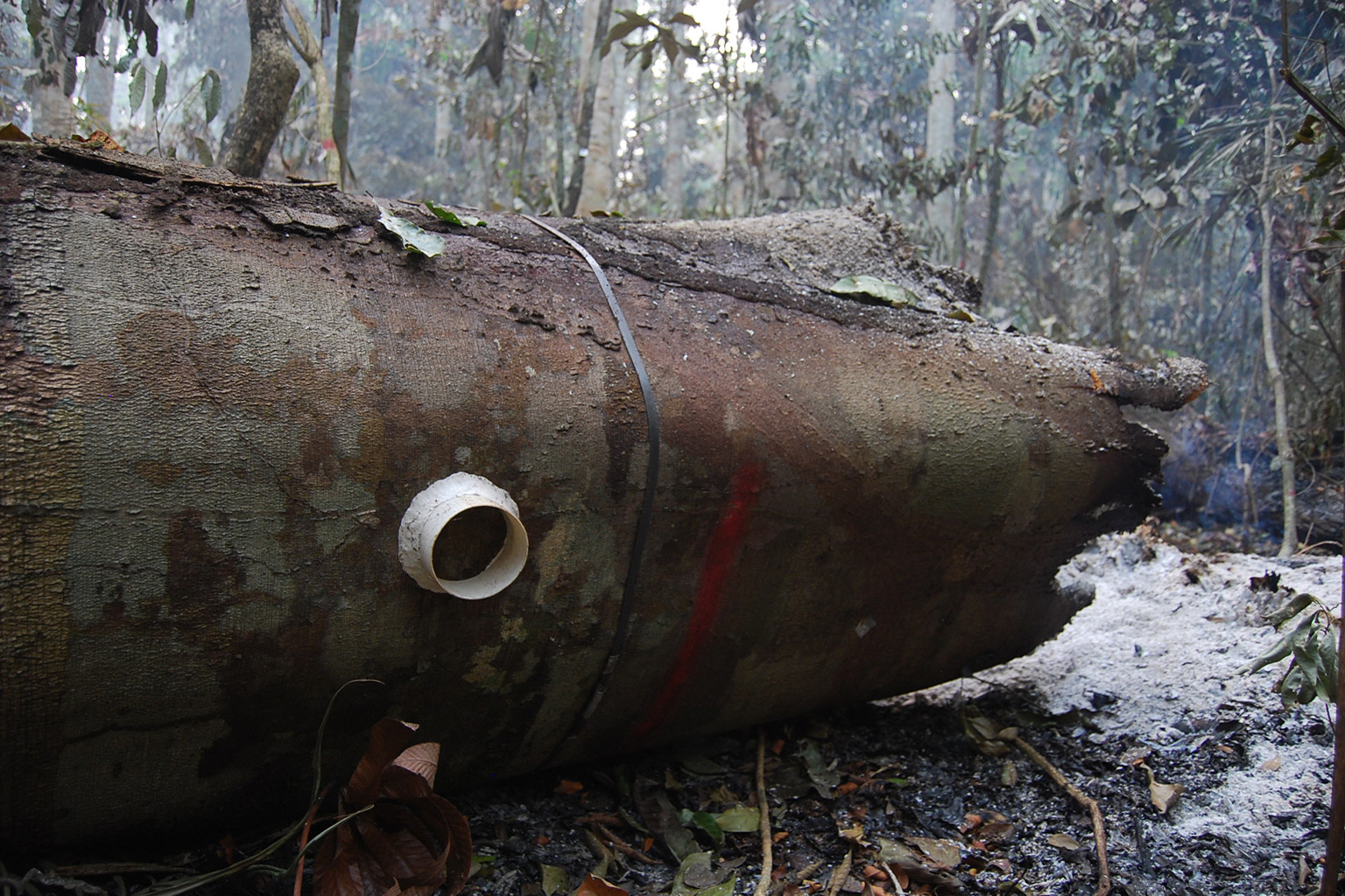 2015-2016 El Niño caused 2.5 billion trees to die in just 1% of the Amazon