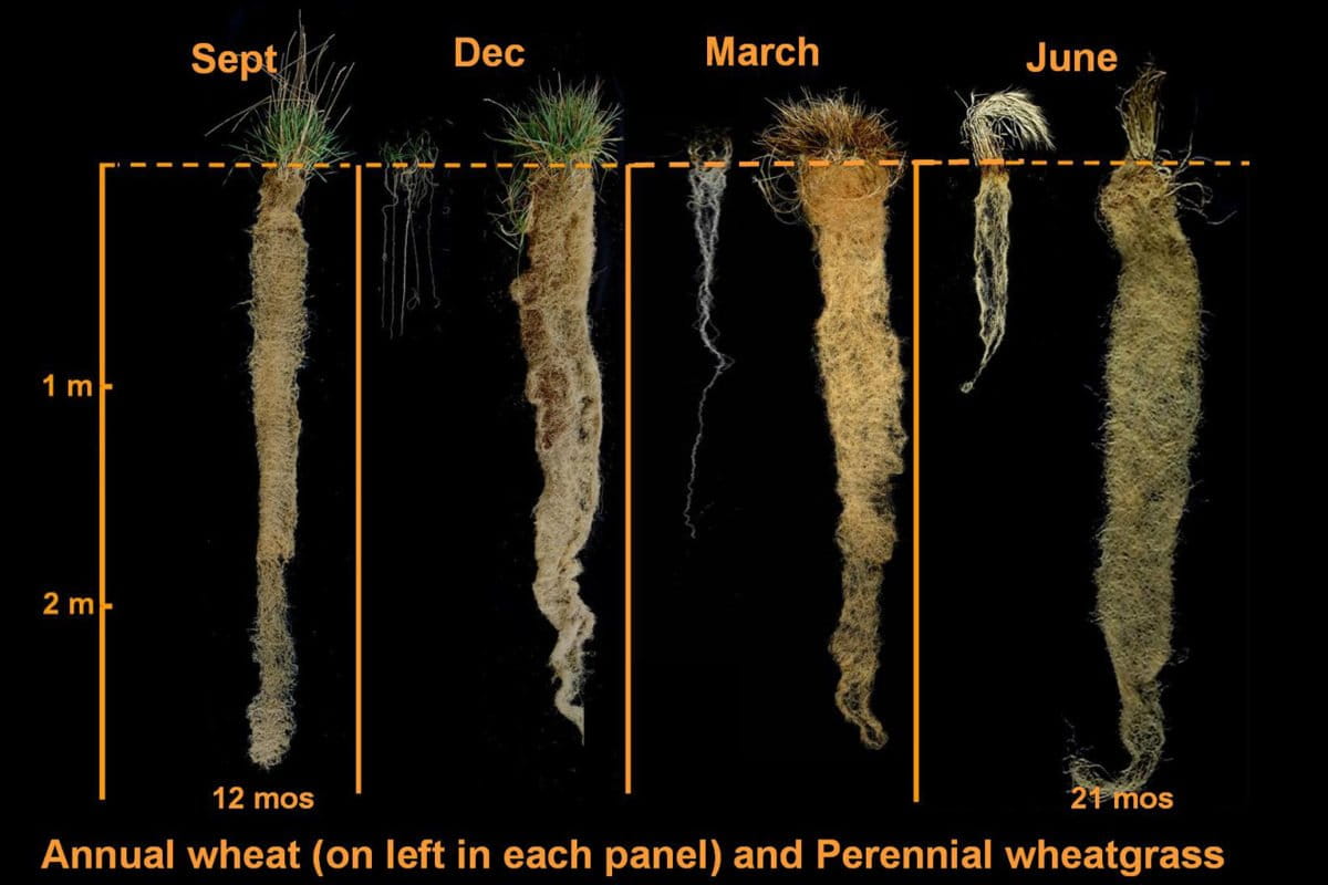 Scientists look to wheatgrass to save dryland farming and capture carbon