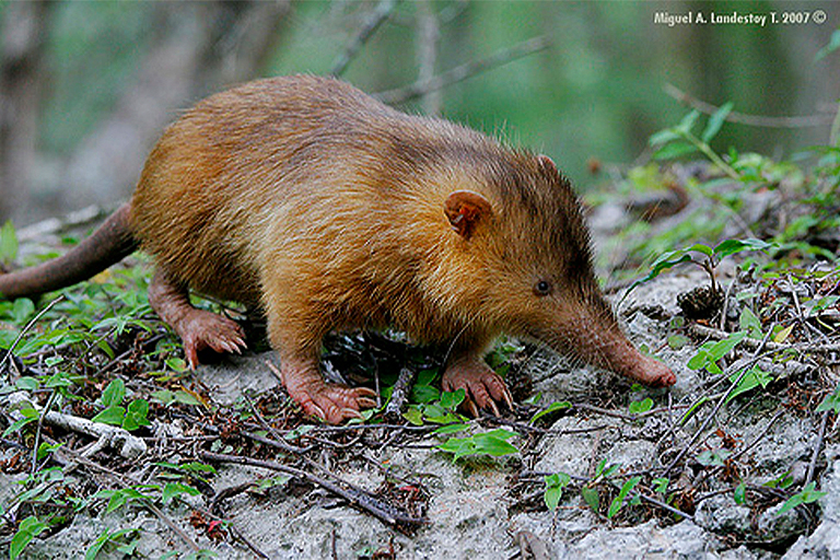 New study shows where to focus efforts to save long-neglected small mammals