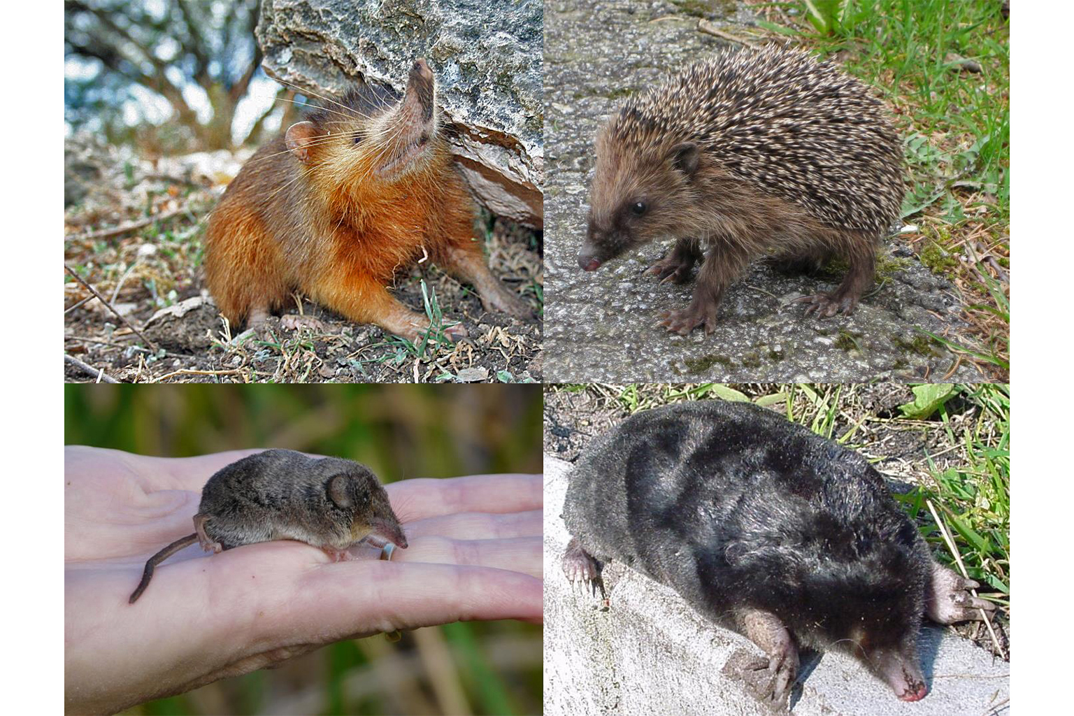 New study shows where to focus efforts to save long-neglected small mammals