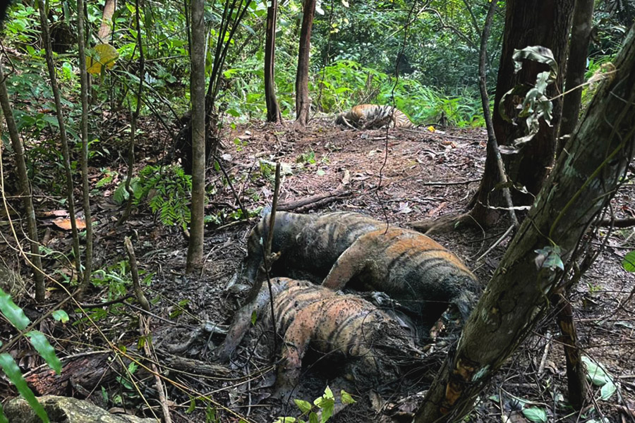 Mother tiger and her cubs found dead in Sumatran forest