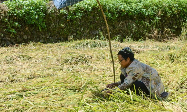 Sustainable livelihood offers a lifeline to Philippines’ dying rice ...