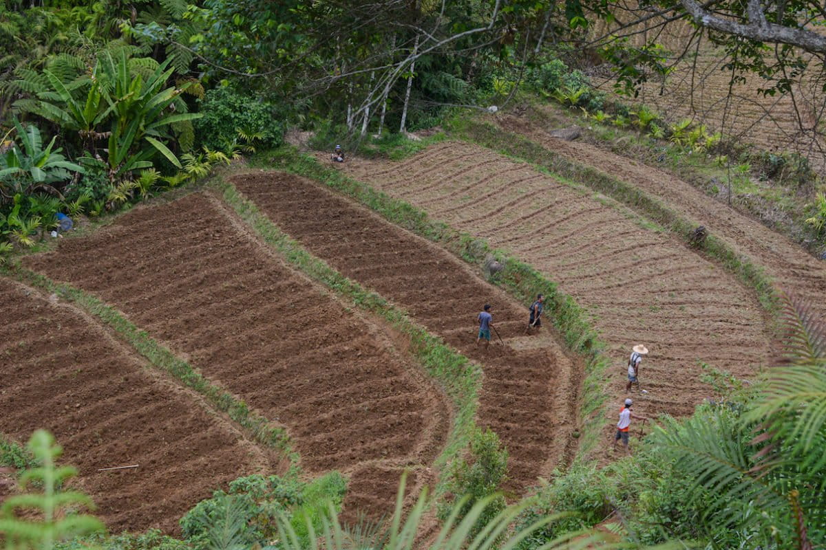 Sustainable livelihood offers a lifeline to Philippines’ dying rice ...