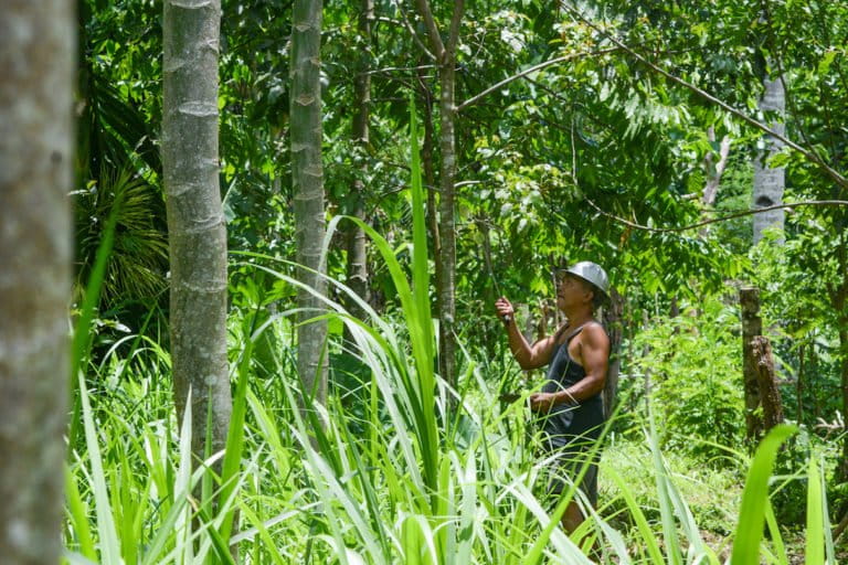 Sustainable livelihood offers a lifeline to Philippines’ dying rice ...