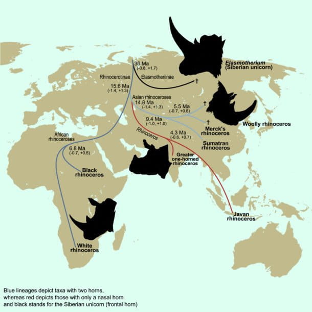 Low genetic diversity is part of rhinos’ long-term history, study says