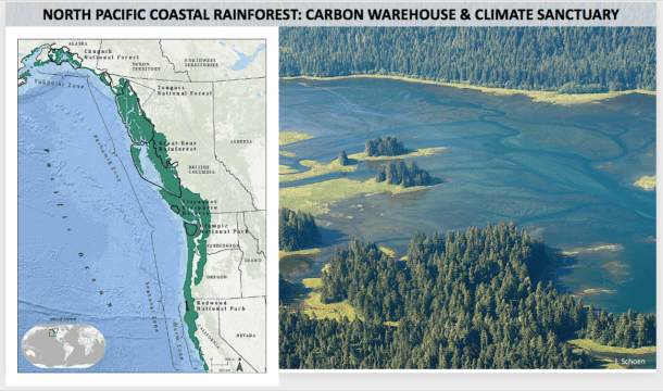Old-growth forests of Pacific Northwest could be key to climate action
