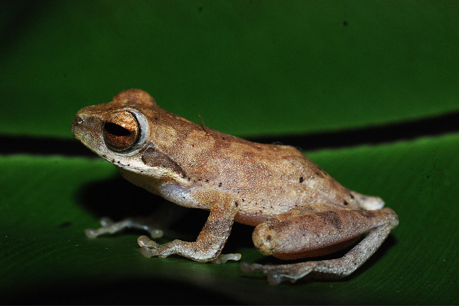 Scientists describe new tree frog in push to catalog Indonesia’s amphibians