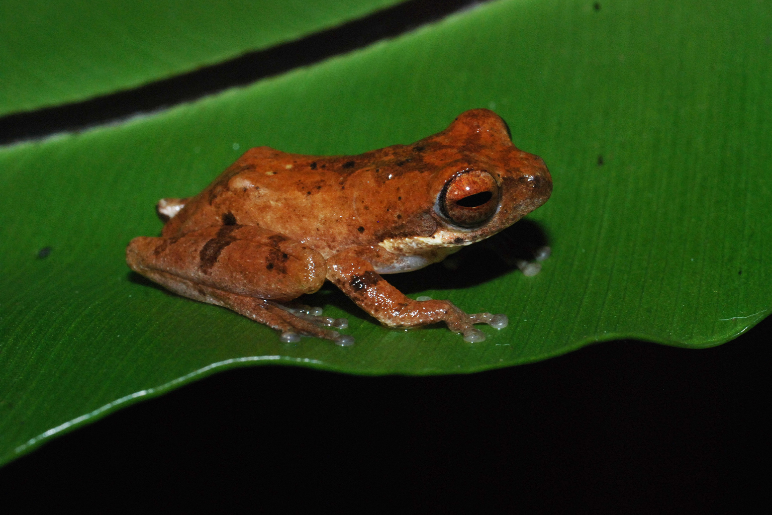 Scientists describe new tree frog in push to catalog Indonesia’s amphibians